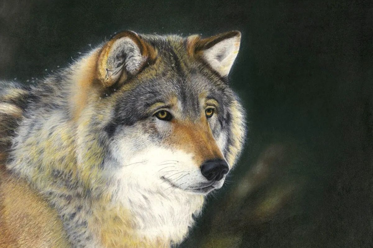 The Wildlife - Original Pastel Paintings | Barbs Western Pastel Art